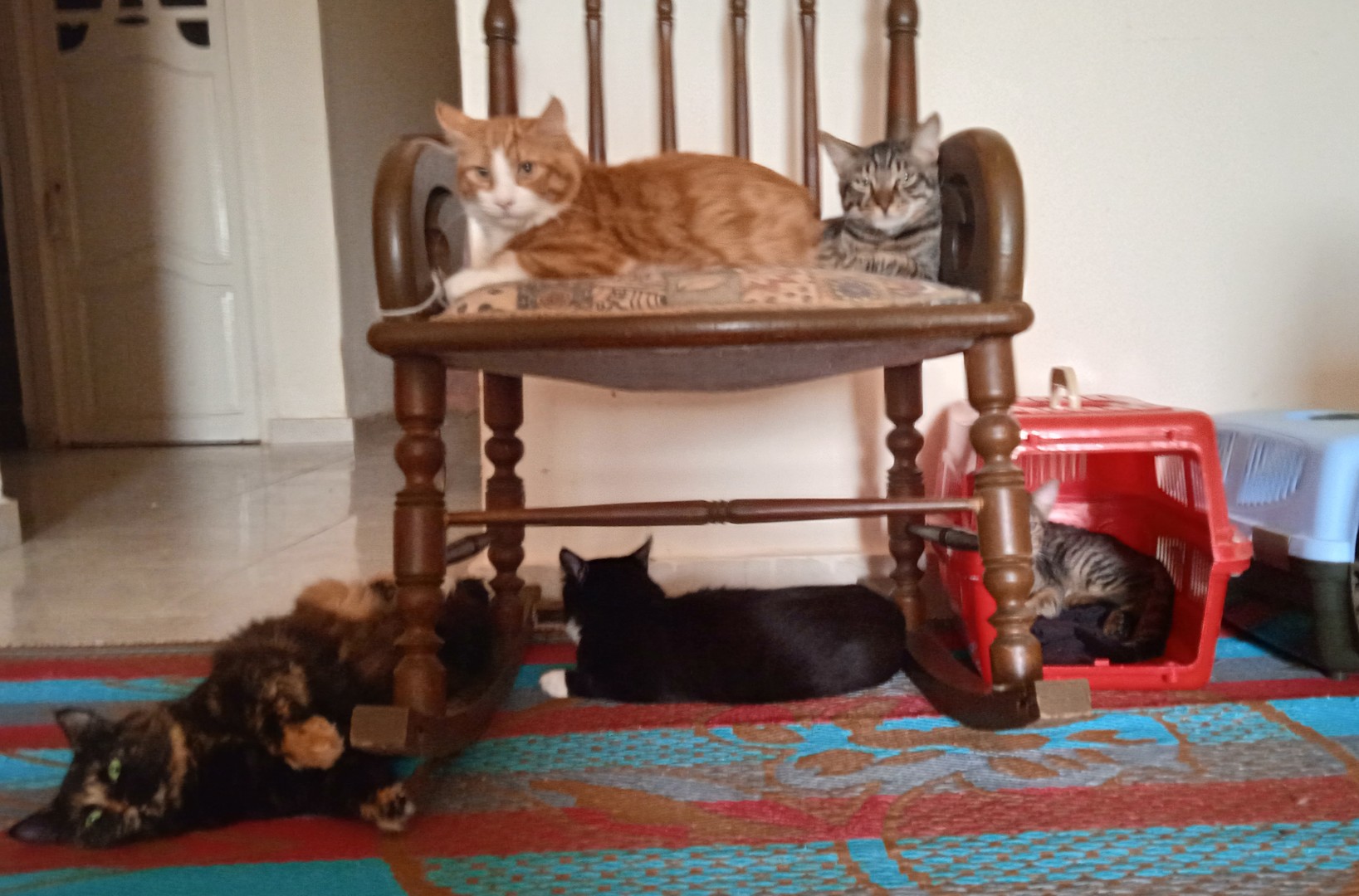 Amr Saaid posted a story update on Urgent, help Amr treat and shelter ...