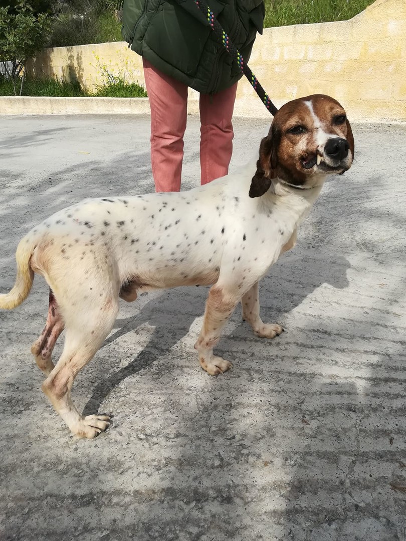 Συνδεσμος Προστασιας και Υιοθεσιας Ζωων -PETS2ADOPT CYPRUS posted a ...