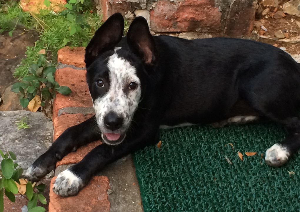 Humane Society of St. Thomas posted a story update on Please Help Pets ...