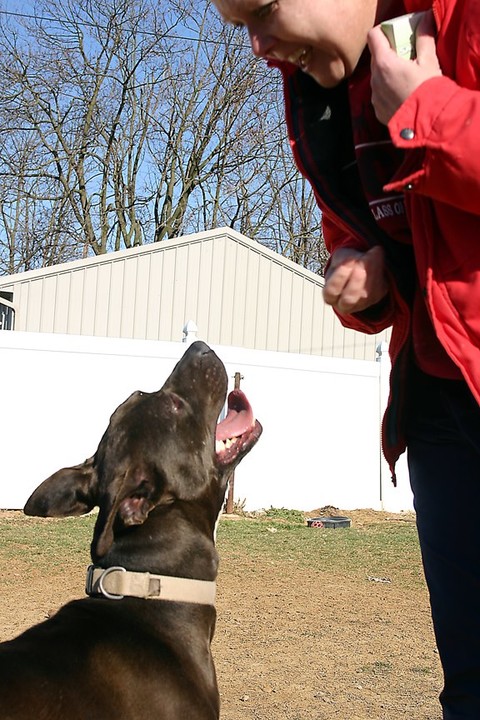 Im-Paws-Able Dog Rescue, Inc. posted a story update on Chinpa Puntsok's ...