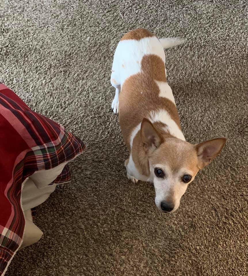 Last Chance Animal Rescue Fund posted a story update on Lost The Only ...