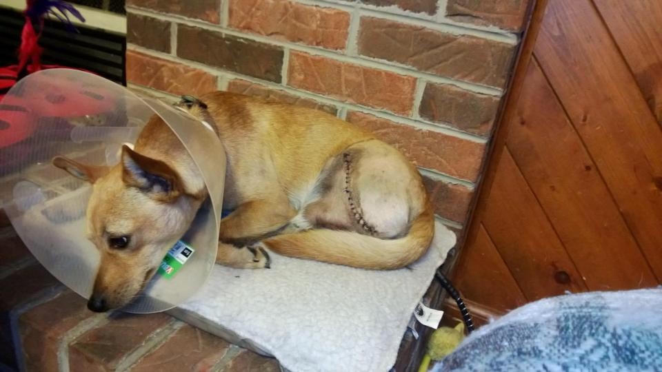 Deborah Pemberton posted a story update on FCCA Medical Fund