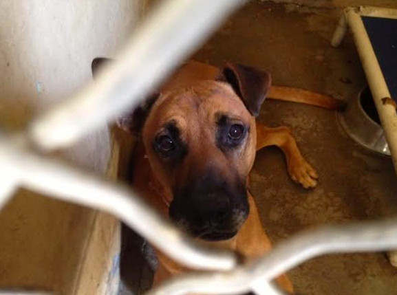 Help Us Save 20 Death Row Dogs in Los Angeles!!!! posted a new Image