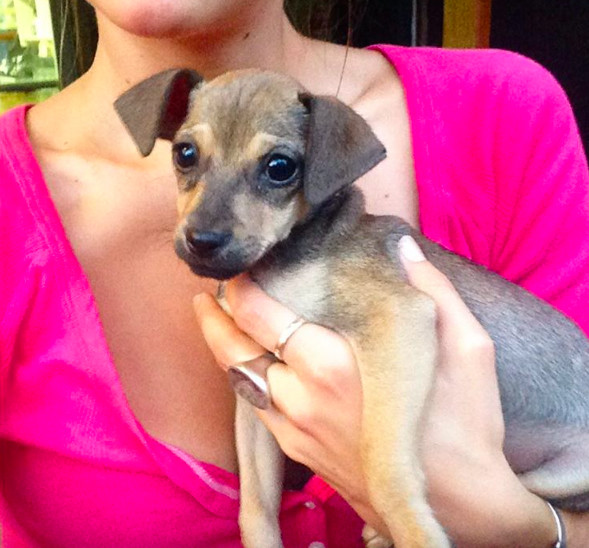 Social Tees Animal Rescue posted a story update on HELP US RESCUE THIS ...