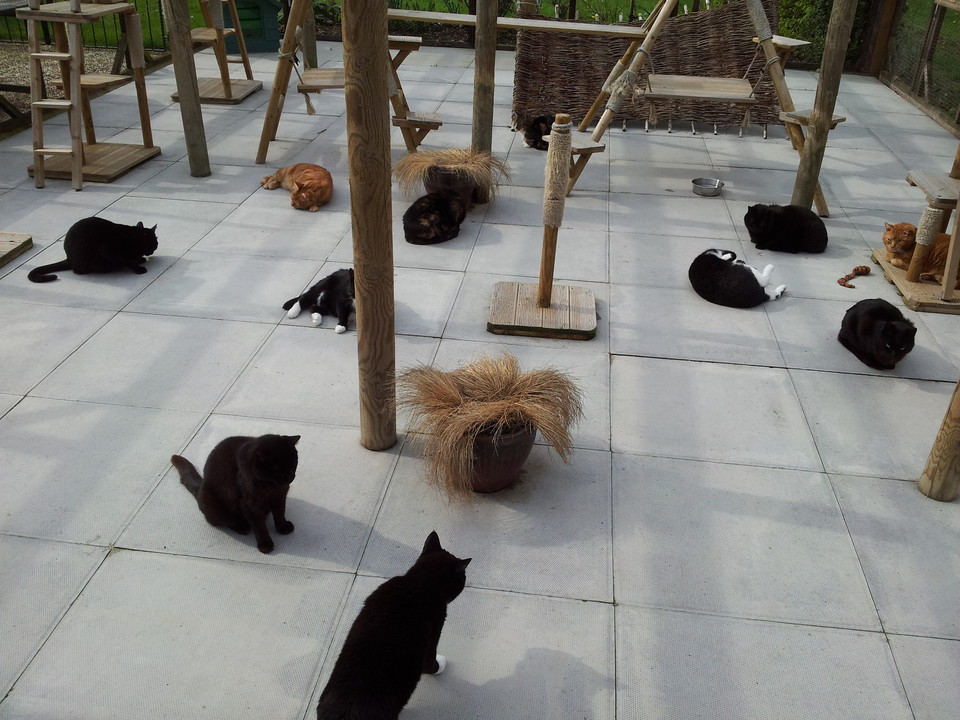 Charity Burgess posted a story update on Colchester Cat Rescue