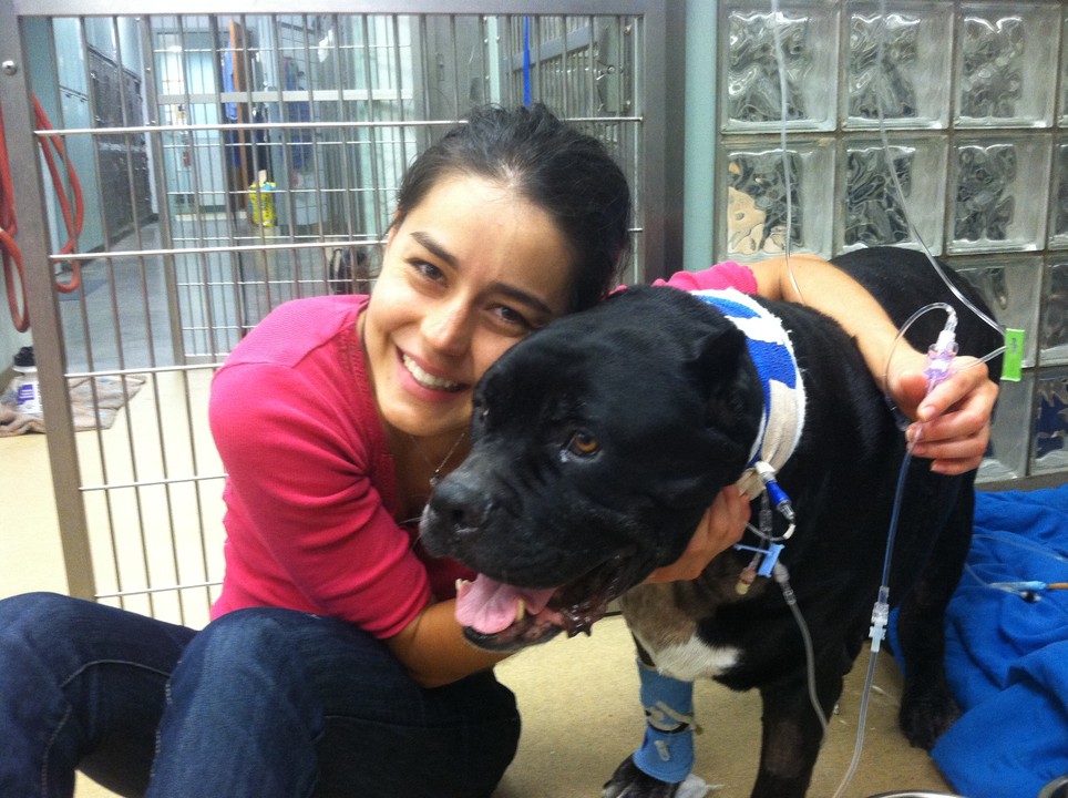 Luis Pinto posted a story update on Pet with surgery complications