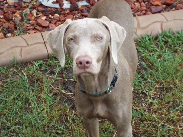 Central Florida Weimaraner & Dog Rescue DBA Lifeline Dog Rescue posted ...