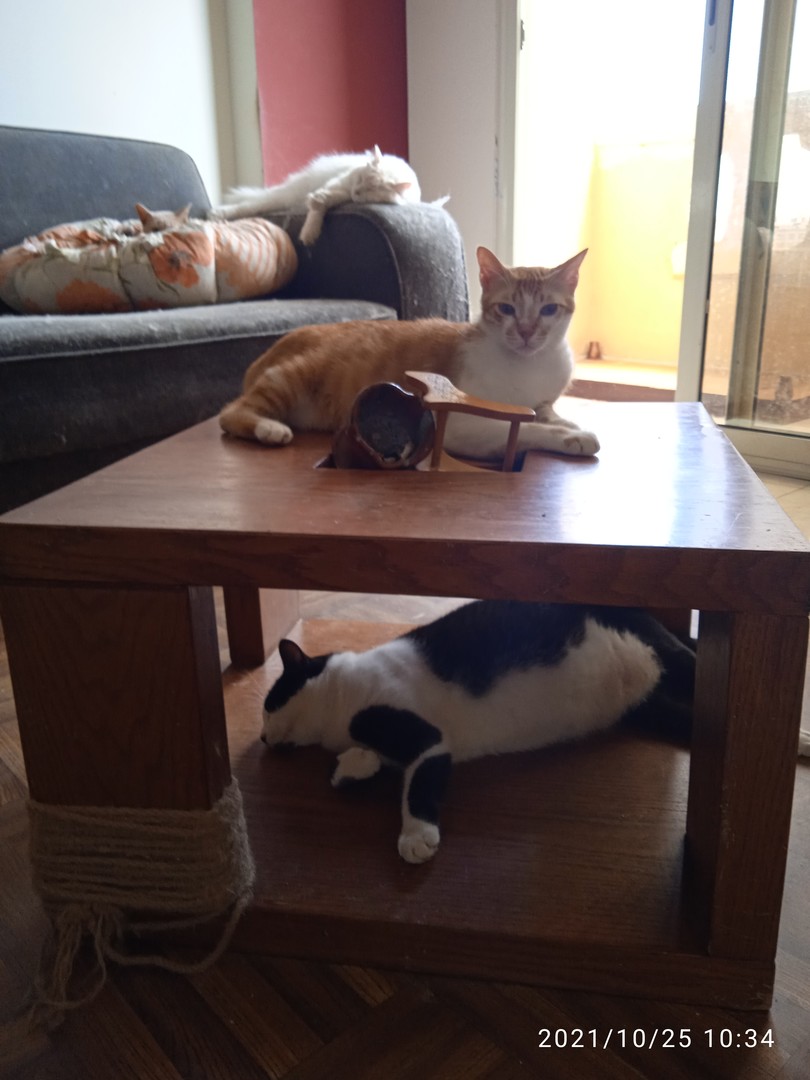 Amr Saaid posted a story update on Urgent, help Amr treat and shelter ...