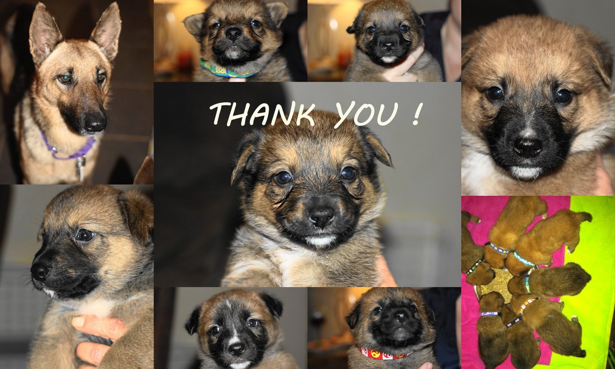 Villalobos Rescue Center posted a story update on Help Sydney With Her ...