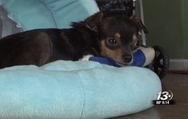 Friends of HCACC posted a story update on Injured, neglected Chihuahua ...