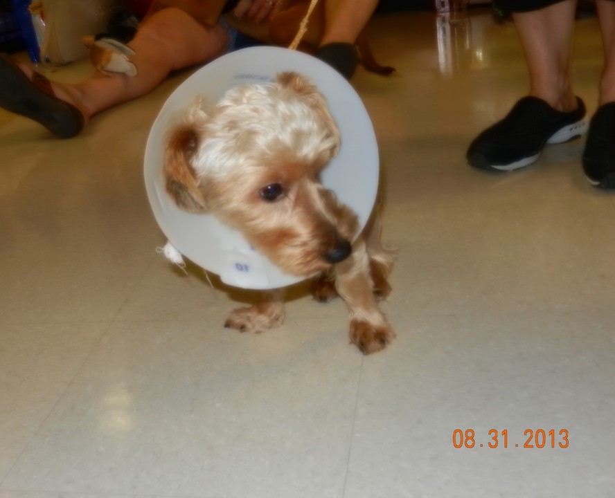 Rescued Treasures Pet Adoptions posted a story update on Rescued ...