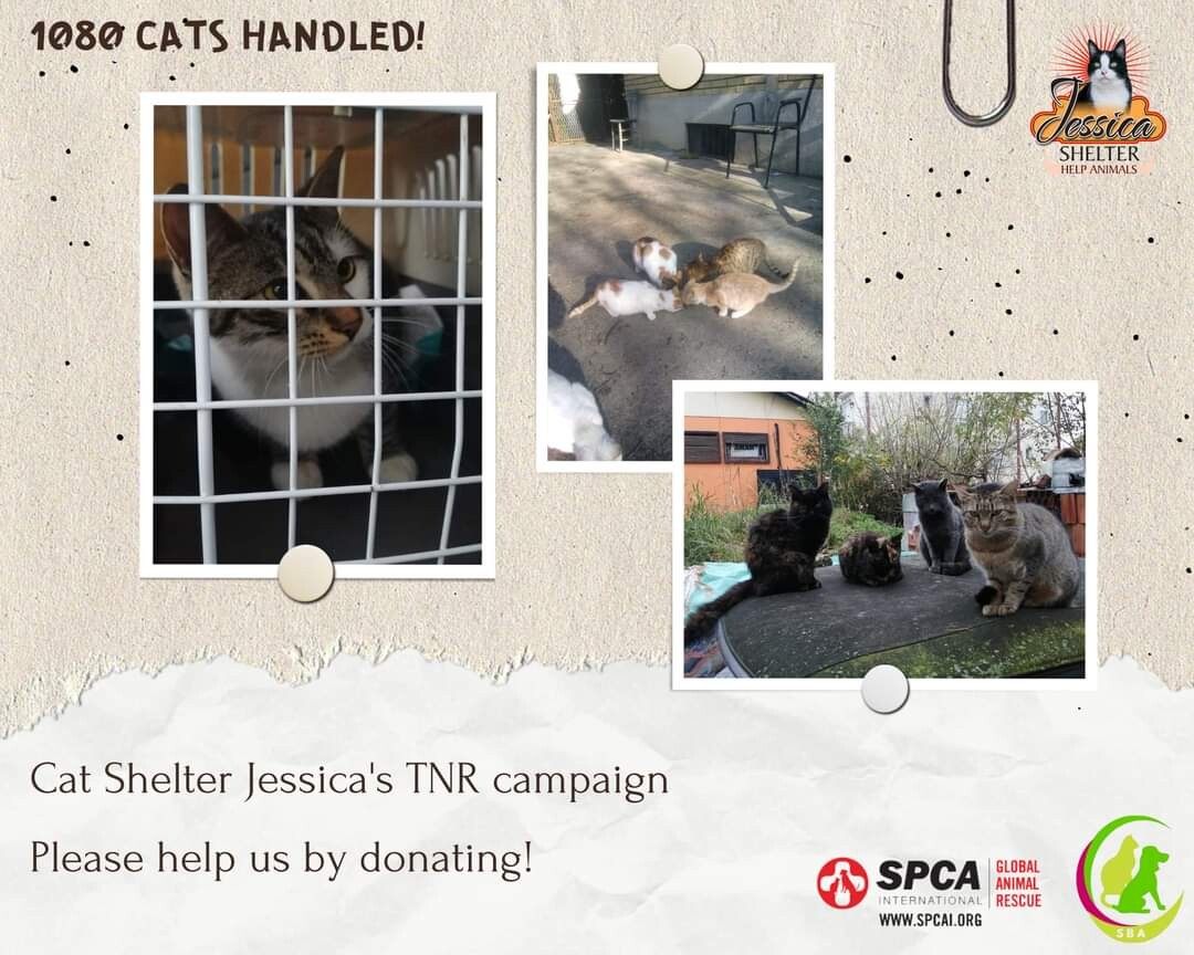 Help Animals posted a story update on Support our TNR campaign for cats ...