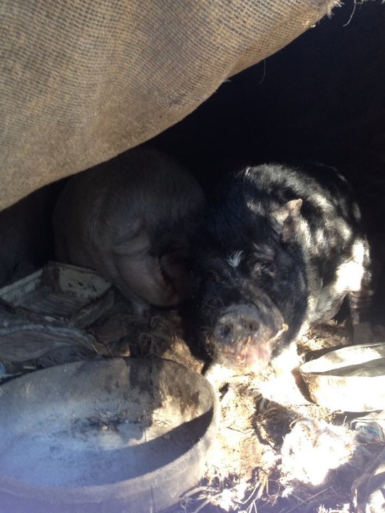 The 3 senior pigs are safe, but need vetting posted a new Image