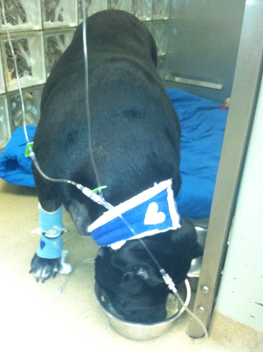 Luis Pinto posted a story update on Pet with surgery complications