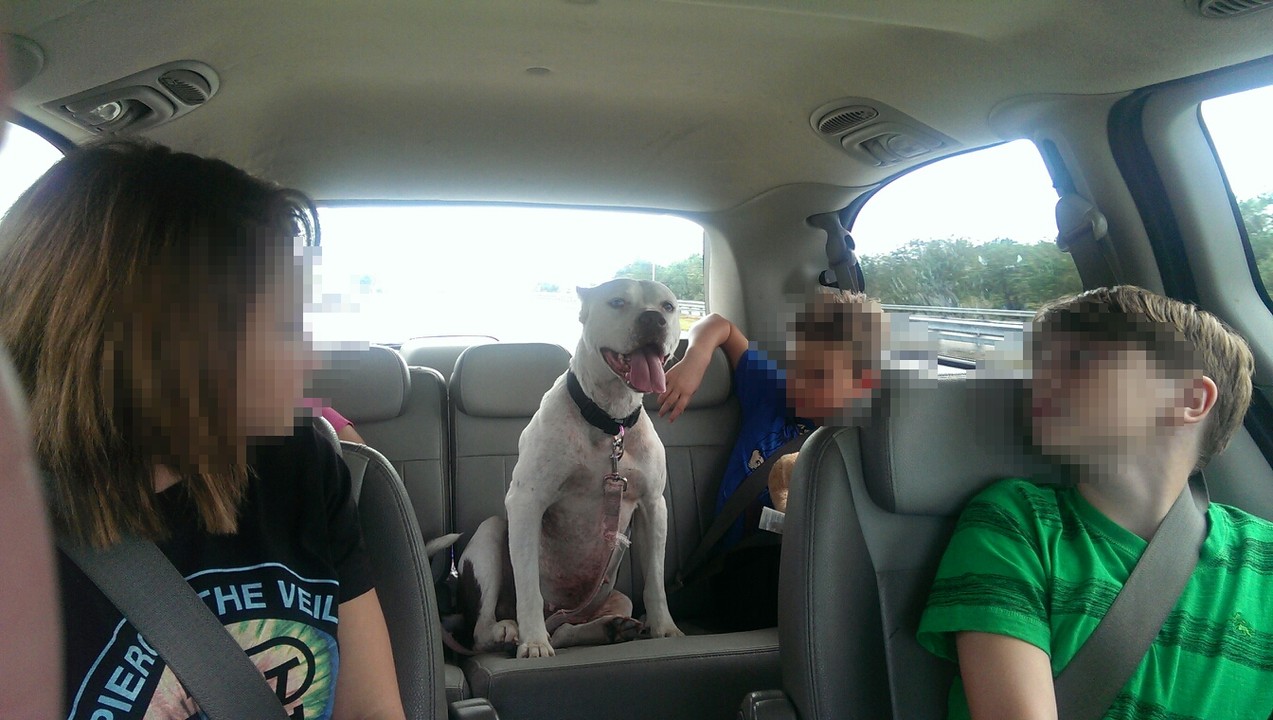 Jaime Blanco posted a story update on Help an Adorable Stray Pit Bull ...