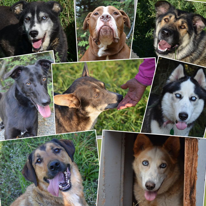 Alaskan Shelter Dogs posted a story update on Please Help! AARF Really ...