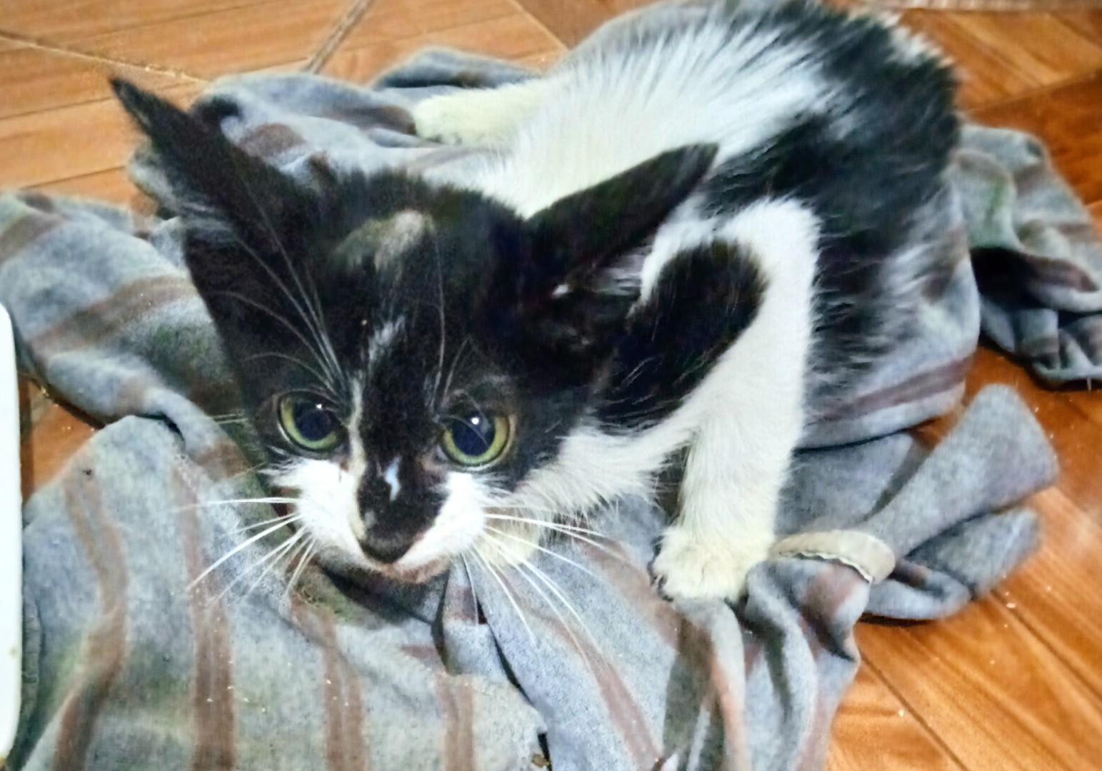 Amr Saaid posted a story update on Urgent, help Amr treat and shelter ...