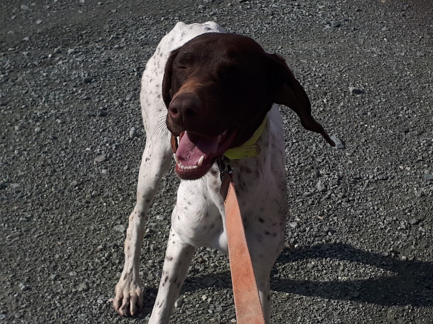 Συνδεσμος Προστασιας και Υιοθεσιας Ζωων -PETS2ADOPT CYPRUS posted a ...