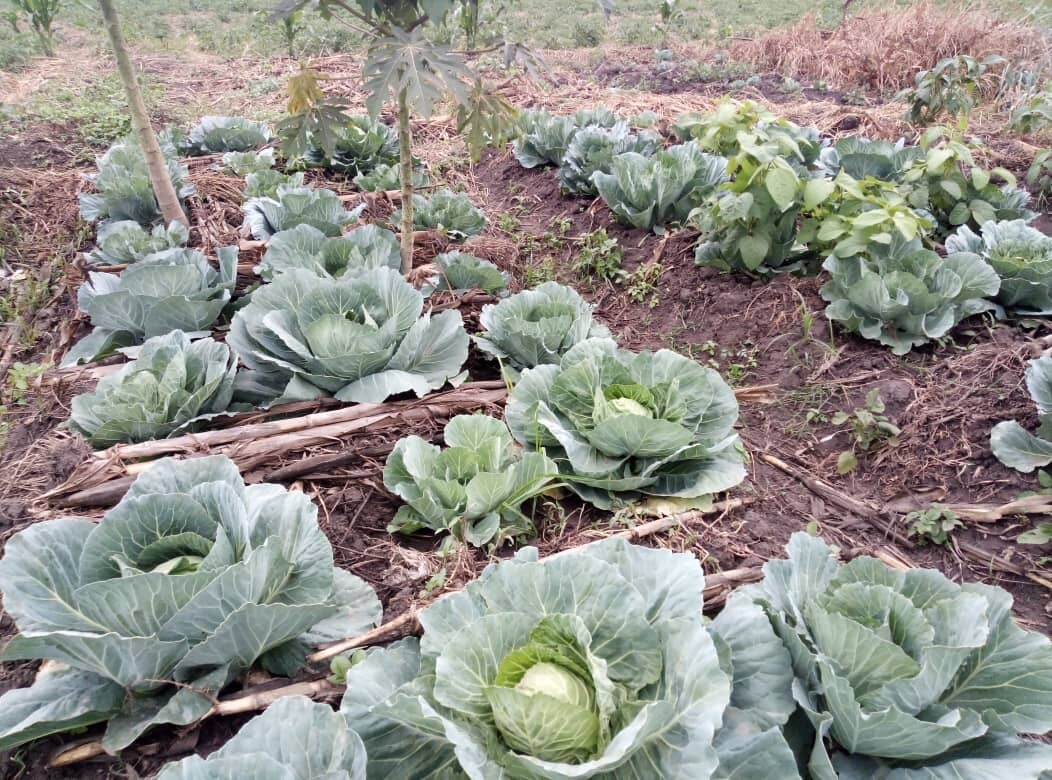 Thrive for Good US posted a story update on Support 180 Life Garden ...