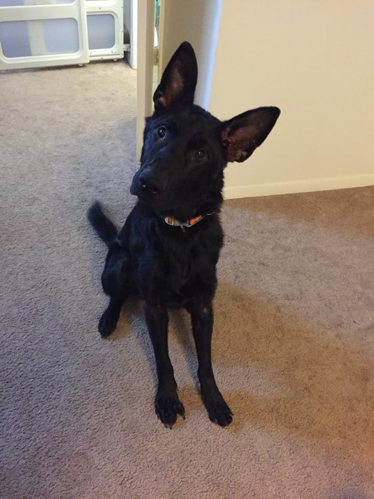 Alaskan Animal Rescue Friends posted a story update on Please Help With ...