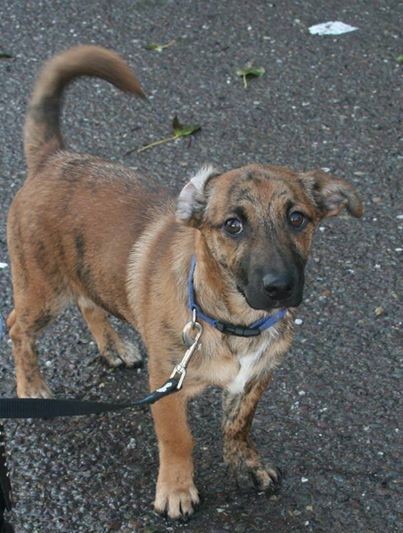 Caroline Murphy posted a story update on Skydive for Mallow Animal Rescue