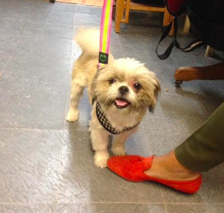 Social Tees Animal Rescue posted a story update on HELP US RESCUE THIS ...