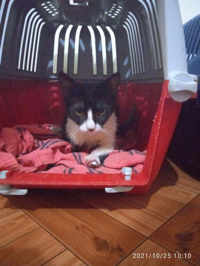 Amr Saaid posted a story update on Urgent, help Amr treat and shelter ...