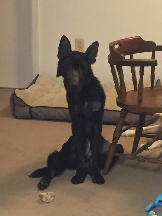 Alaskan Animal Rescue Friends posted a story update on Please Help With ...