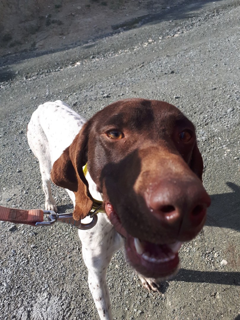 Συνδεσμος Προστασιας και Υιοθεσιας Ζωων -PETS2ADOPT CYPRUS posted a ...