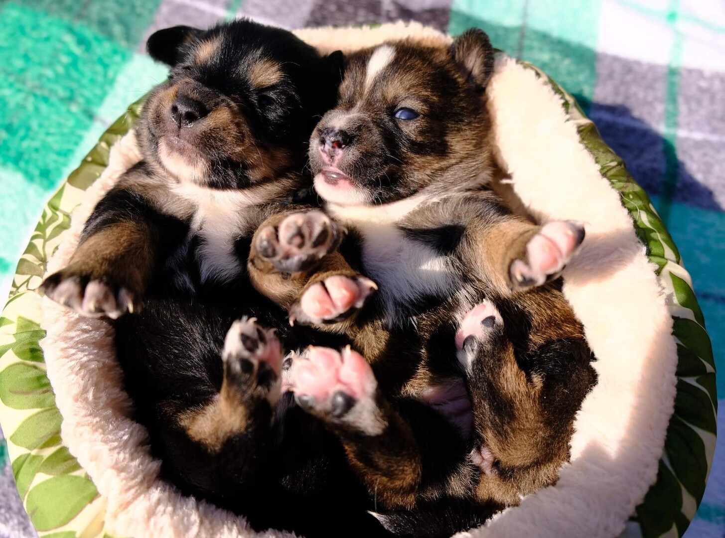 Alaskan Animal Rescue Friends posted a story update on Help little ...