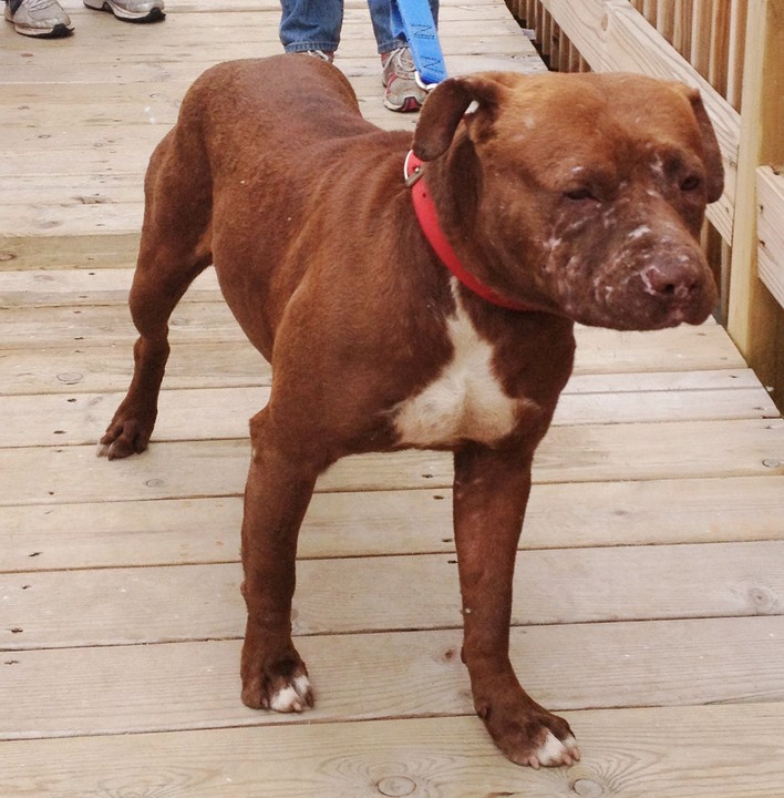 Detroit Bully Corps posted a story update on Detroit Bully Corps- Anti ...