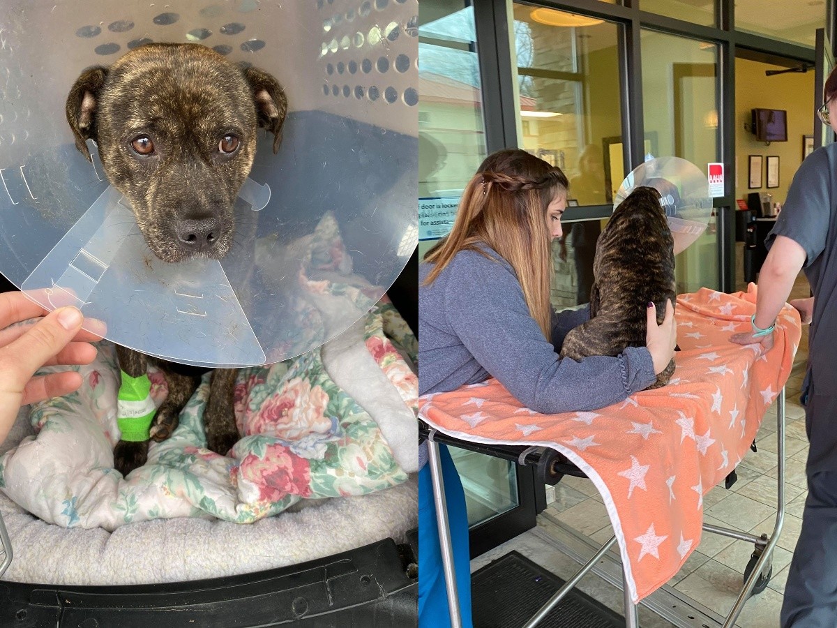 Last Chance Animal Rescue Fund posted a story update on BLADE IS WALKING!!!