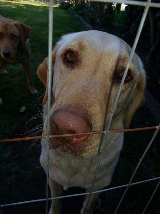 Sharon Kilby posted a story update on Limping Labrador Needs Your Help