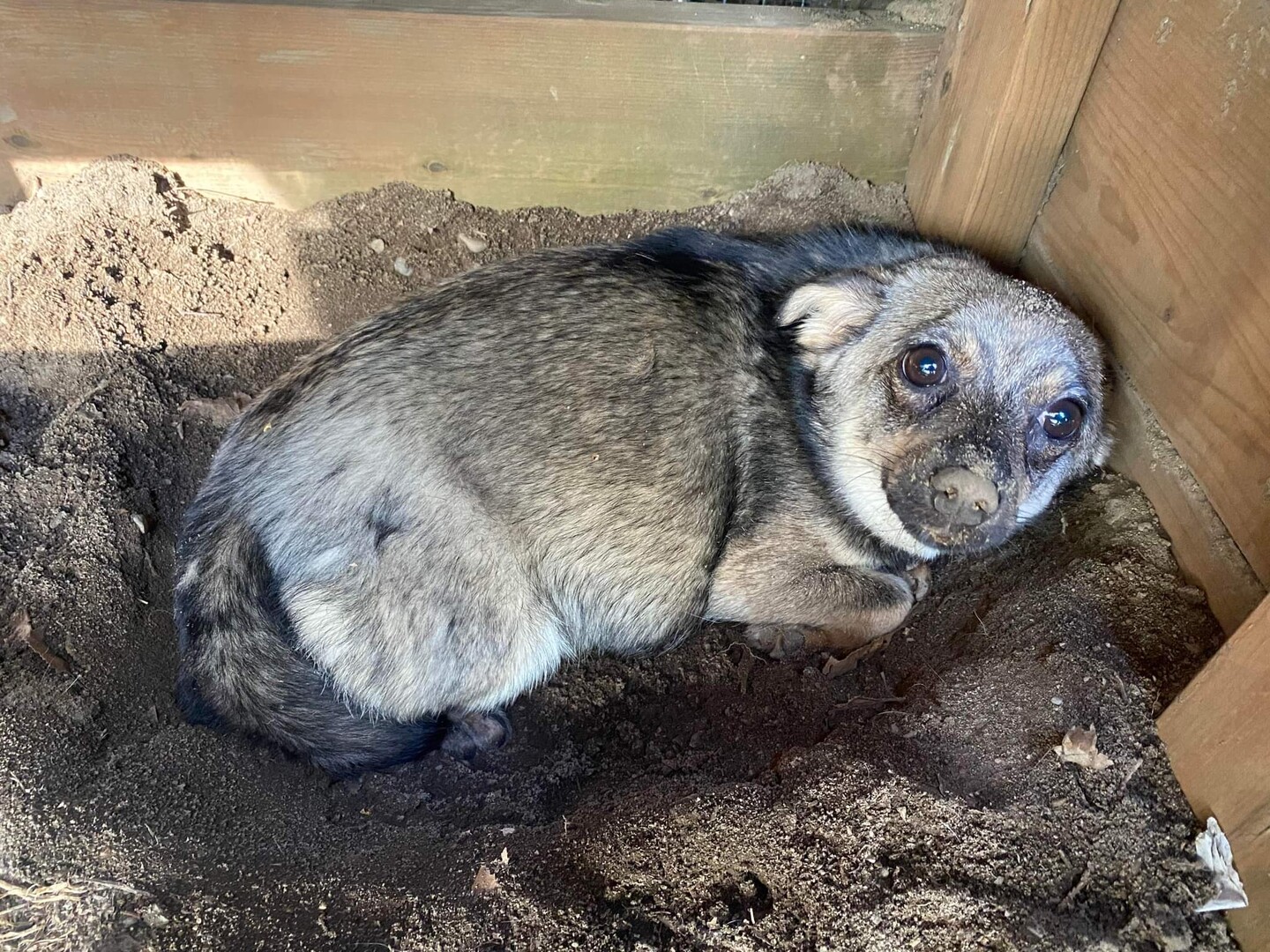 Alaskan Animal Rescue Friends posted a story update on Help little ...