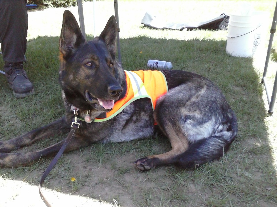 Help support our International K9-SAR trial! posted a new Image