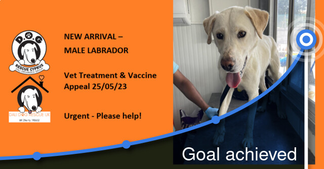 NEW ARRIVAL - MALE LABRADOR - VET TREATMENT & VACCINE APPEAL 25/05/23 ...