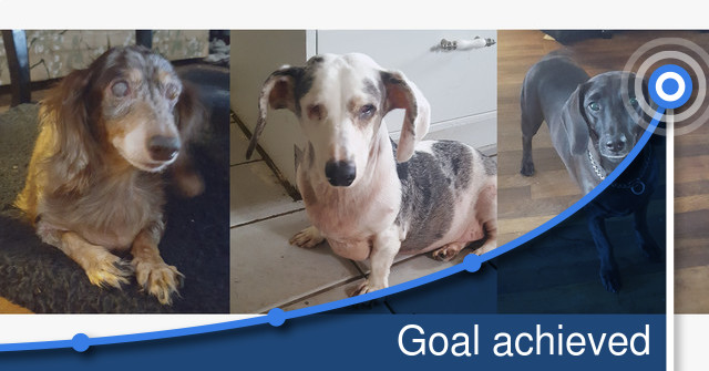 No Other Doxie Rescue Would Step Up, but DRSF Did reached a milestone