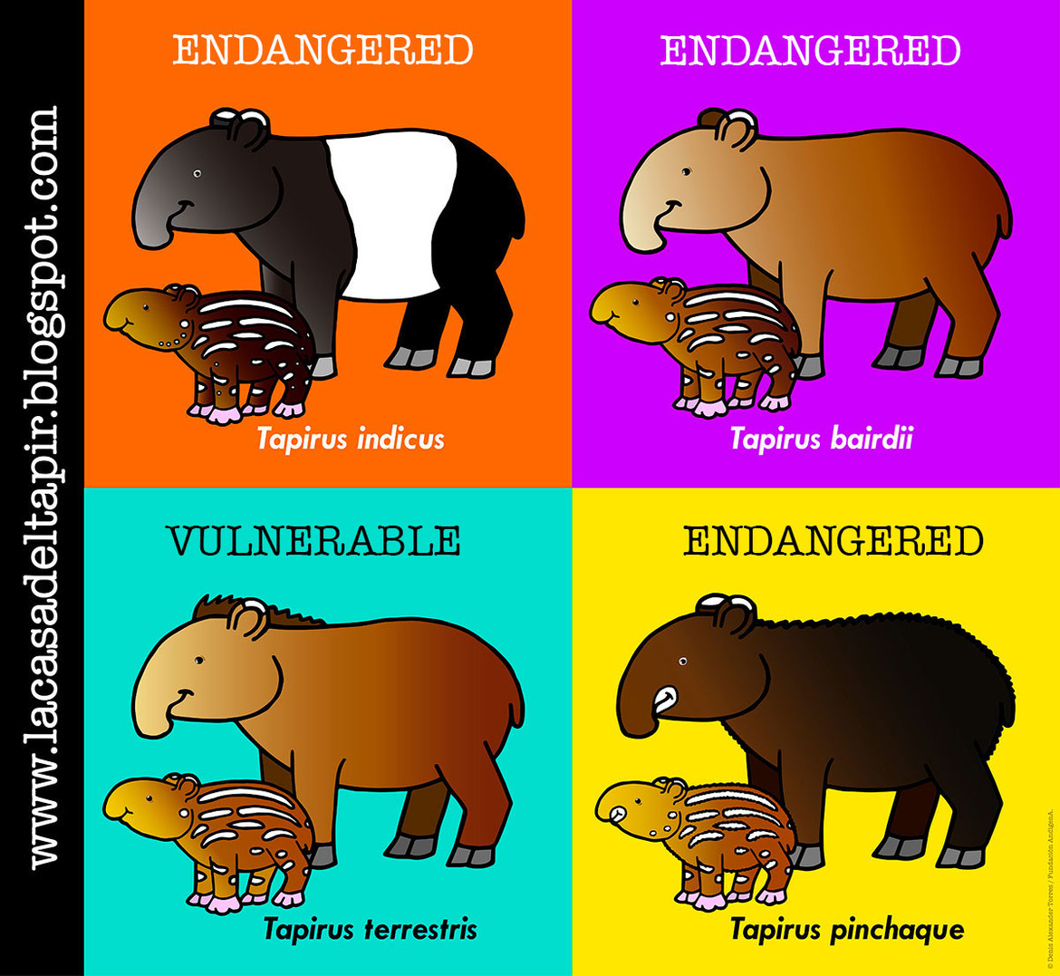 LA CASA DEL TAPIR (TAPIR’S HOUSE): EDUCATION FOR TAPIR CONSERVATION by ...