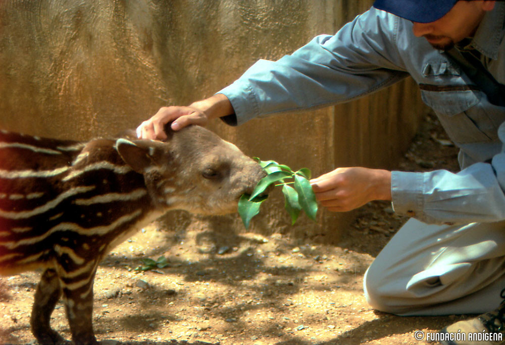 LA CASA DEL TAPIR (TAPIR’S HOUSE): EDUCATION FOR TAPIR CONSERVATION by ...