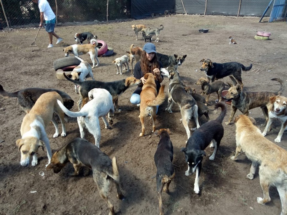 HELP SAVE AHPAE SHELTER AND ITS 120 DOGS! by Tori Taylor