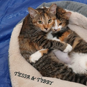 Deb Spellman - CampaignHQ